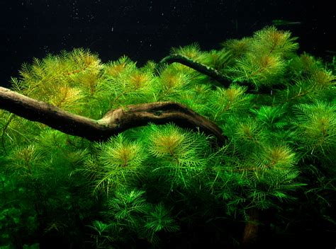 Myriophyllum Mattogrossense In Vitro Cup Onlineaquariumspullen