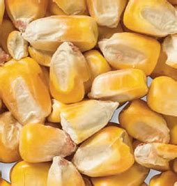 PKI And HSMs Kernel Memory Leaking Intel Processor Design Flaw