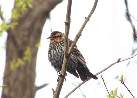 Bird Song Variation And Evolution Focusing On Female Traits — Prince