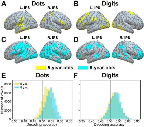 Within Format Decoding For Each Age Group A B For 5 Year Olds Brain