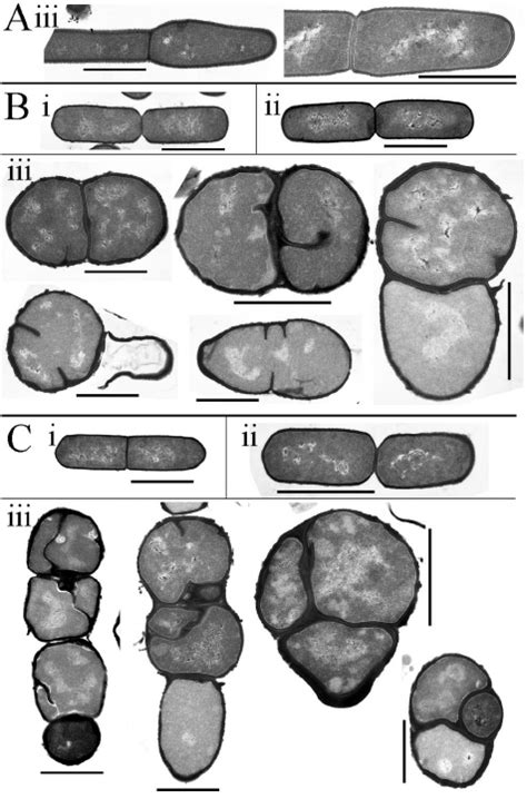 Electron Microscopy Of Vegetative Cells Cultures Were Grown In The