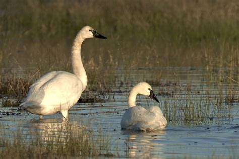 10 Bird Watching Destinations Around Oregon Here Is Oregon