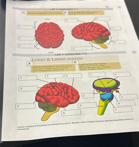 Solved LAB EXERCISES LOBES LTMBIC SYSTEMBA Onetral Chegg
