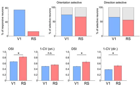 orientation and direction selectivity in the rs a proportion of