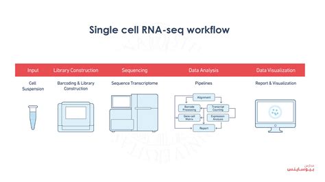 Single Cell Rna Seq Workflow Start Bioscience Schools Facebook