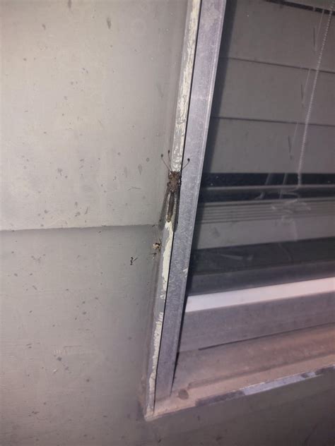 Louisiana Bug Rwhatbugisthis