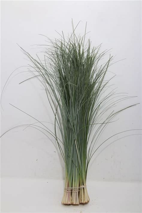 Bear Grass Xerophyllum Foligage