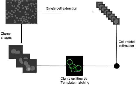 Proposed Method Single And Clumped Cells Are Extracted From A Initial Download Scientific