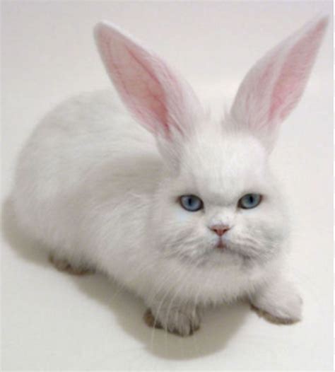 Discuss Everything About Adopt Me Wiki Fandom