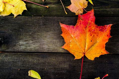 Orange Maple Leaf On Weathered Wooden Background Top View Stock
