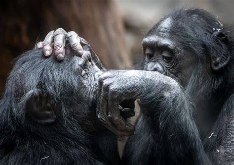 Research Indicates That Developing Social Bonds Between Group Living