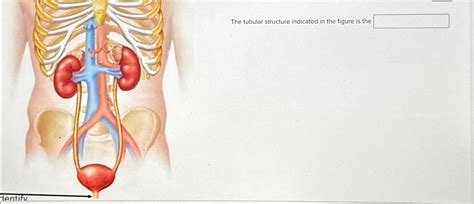 The Tubular Structure Indicated In The Figure Is The