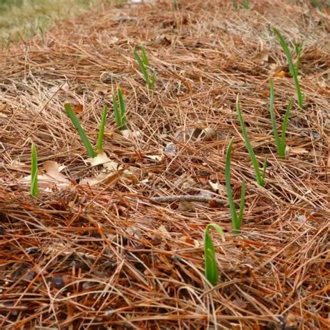 12 Organic Ways I Got Rid Of Slugs Practically Overnight Plantisima