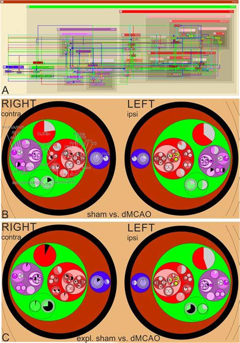 Representation Of Reactive Fos Expression In An Orthogonal Network And Download Scientific