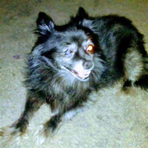 Just A Guy Tumbling Down Hill On Tumblr Roxie Posing For Me Today Shes Such A Lil Modle 🐕