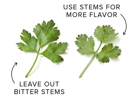 Cilantro Vs Parsley Different Types Of Parsley Good Maison
