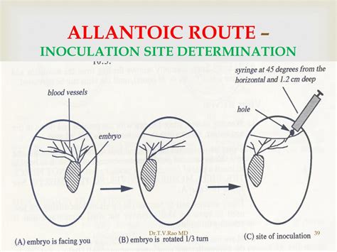 Ppt Egg Inoculation Principles Practice And Vaccine Development
