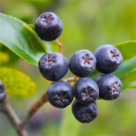 16 Unique Berry Bushes That Will Take Your Garden To The Next Level Complete Gardening