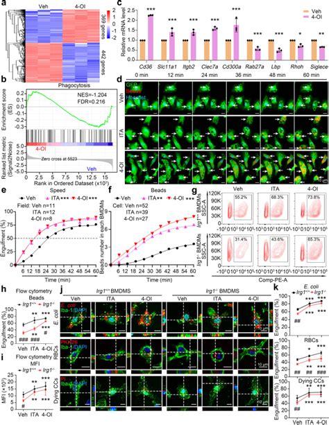 Targeted Macrophage Phagocytosis By Irg1itaconate Axis Improves The Prognosis Of Intracerebral