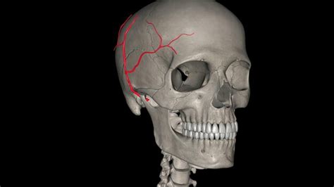 Premium Photo The Superficial Temporal Artery Is A Terminal Branch Of