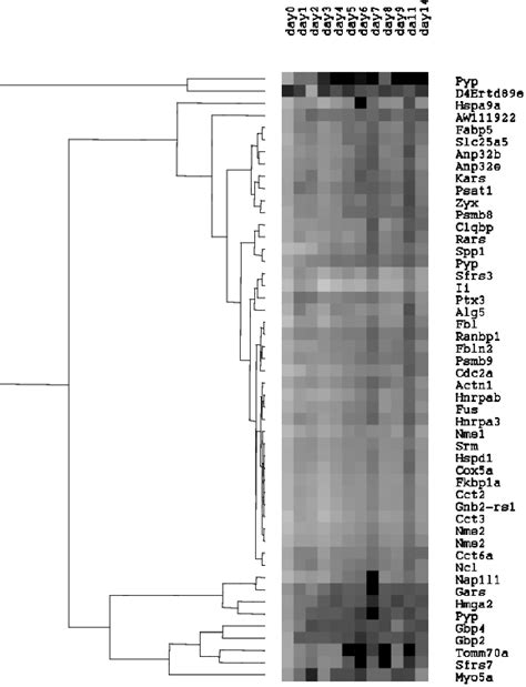 Hierarchical Clustering Of The Uncorrected Profiles As In Figure 3 The Download Scientific