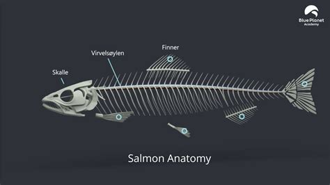 Salmon Anatomy Revealed A Visual Guide For Cooks And Anglers