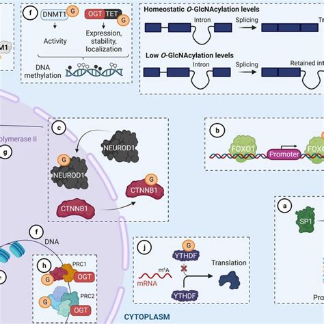 O Glcnacylation Is Involved In The Regulation Of Gene Expression