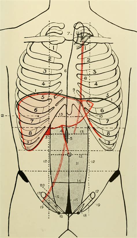 Heart Bypass Surgery Explained In Incredible Pictures • Myheart