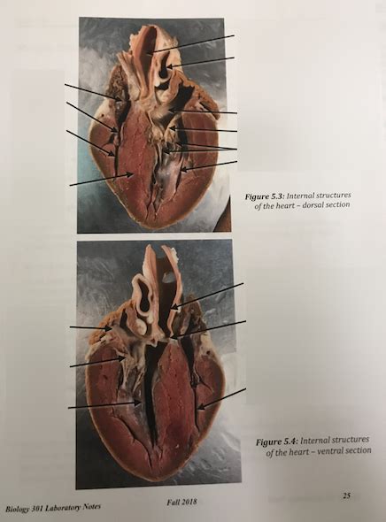 Diagram Of Biol 301 Mammalian Heart Dissection Internal Dorsal