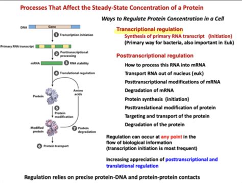 Regulation Of Transcription Bacteria Flashcards Quizlet