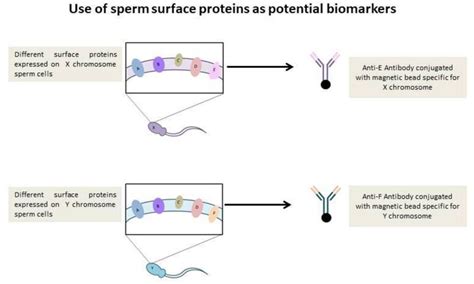 A Proposed Method Based On The Use Of Antibodies For Identification Of