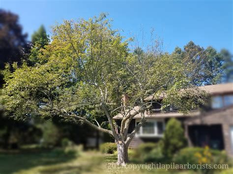 Lapila Arborists Pruning Another Crab Apple