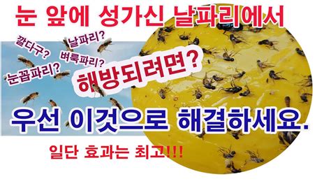눈 앞에 성가신 날파리 없애려면 벼룩파리 해방되려면 눈꼽파리라고도 부르는 벼룩파리 퇴치 방법 쇠파리 눈꼽파리 날파리 깔다구 벼룩파리 퇴치 방법 유인트랩으로