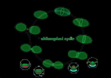 Chloroplast Definition Characteristics Structure Location