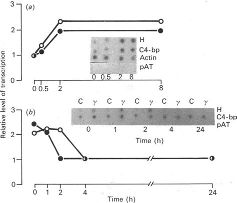 Kinetics Of Ifn Y Effect A Time Required For Ifn Y 10 Ng Ml To Download Scientific Diagram
