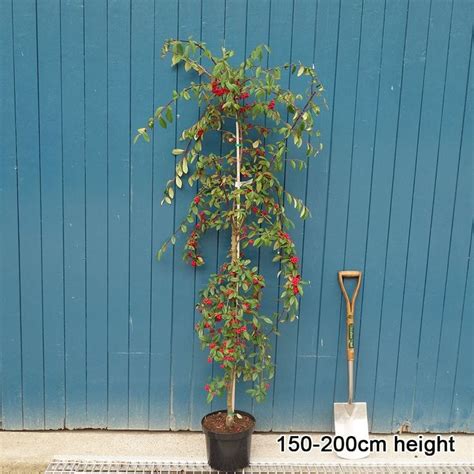 Cotoneaster Hybridus Pendulus Tree Cotoneaster Ornamental Trees Weeping Trees