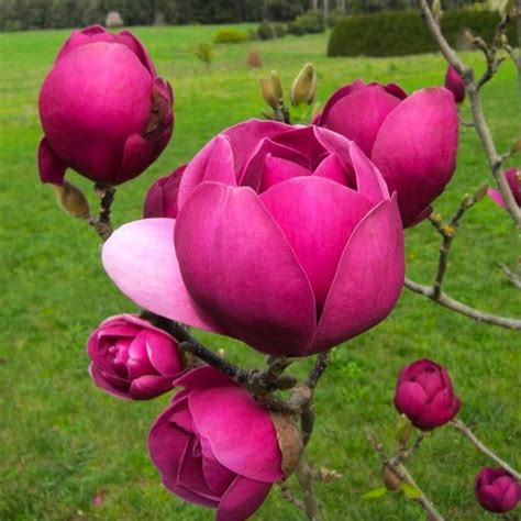 Preorder Magnolia Trees Amsterdam Garden Centre