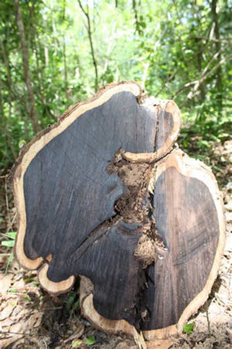 300 Dalbergia Melanoxylon Seeds African Blackwood African Etsy