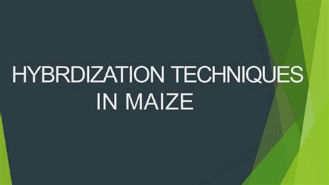Exercise 2 Emasculation And Hybridization In Maize Pptx