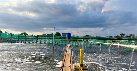 2 25m To Solve Shrimp Farming Challenges