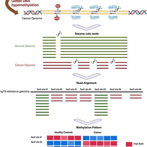 Methylation Sensitive Restriction Enzyme Digestion Followed By