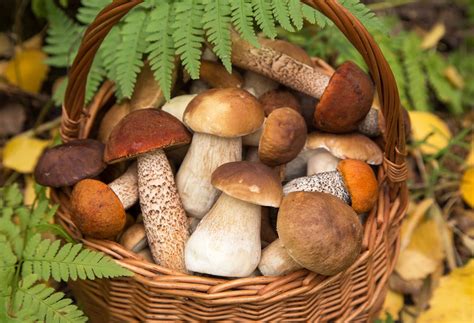 Mushrooms Glow In The Dark Heal And Even Inspire New Medicines New