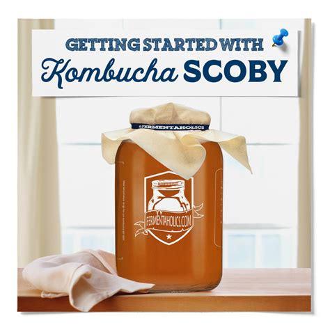 What Is A Scoby Kombucha 101 Essential Guide In Kombucha Brewing