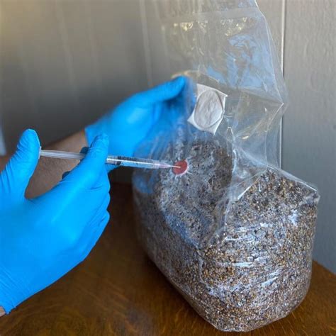 6lb Or 4lb Sterilized Grain Substrate With Port