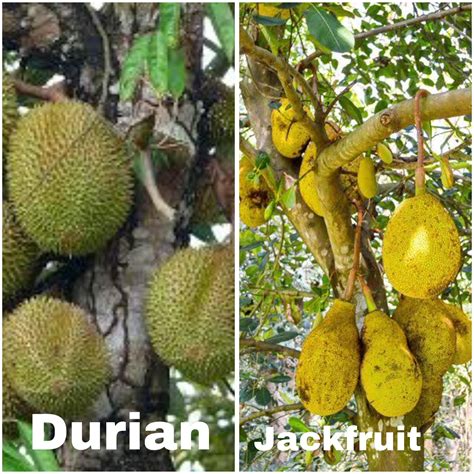 Durian Vs Jackfruit Elevate Your Baking With The Tropical Goodness