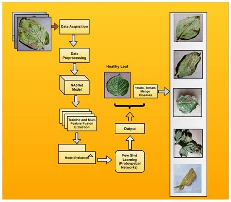 Comparison Of Deep Learning Models For Multi Crop Leaf Disease Detection With Enhanced