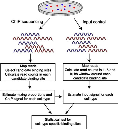 Analysis Workflow Of The MixChIP Method First The Cell Type Download Scientific Diagram