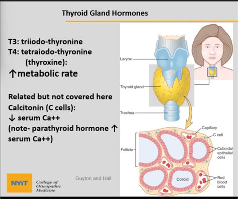Lecture Physiology Thyroid Flashcards Quizlet