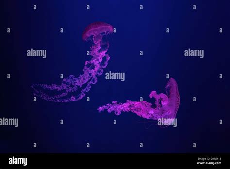 Two Fluorescent Jellyfish Swimming Underwater Aquarium Pool With Pink