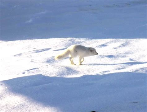 Filearctic Fox 1997 08 05 Wikimedia Commons
